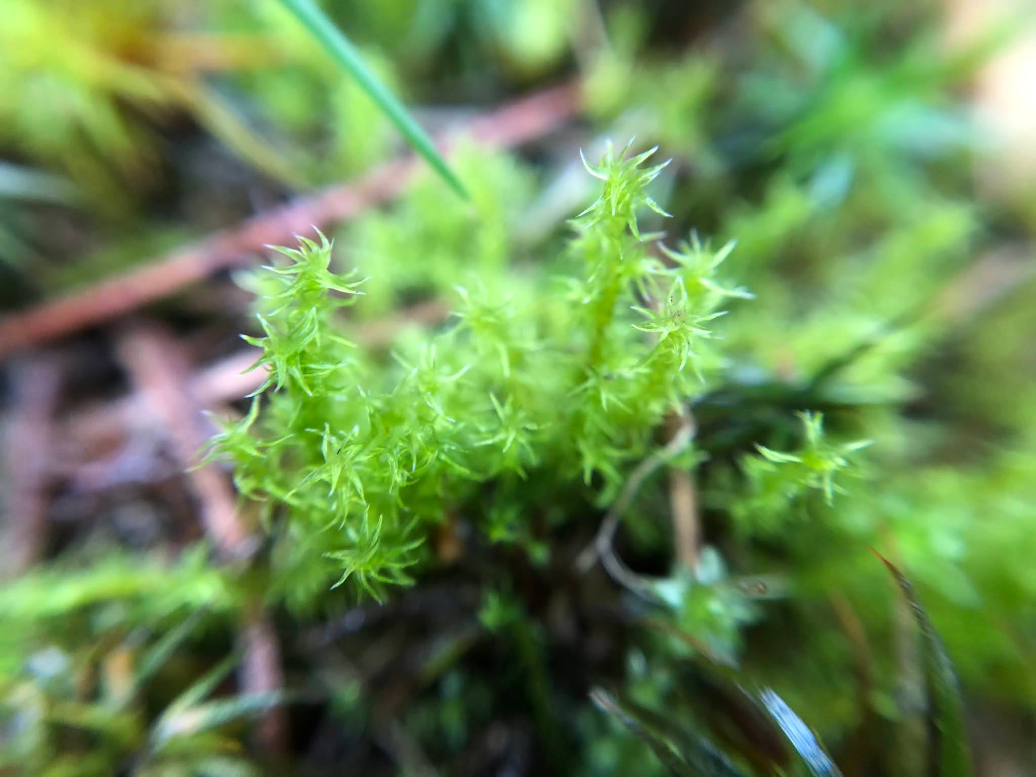 Meet the Mosses! | Virtual Moss Walk | Wild & Immersive