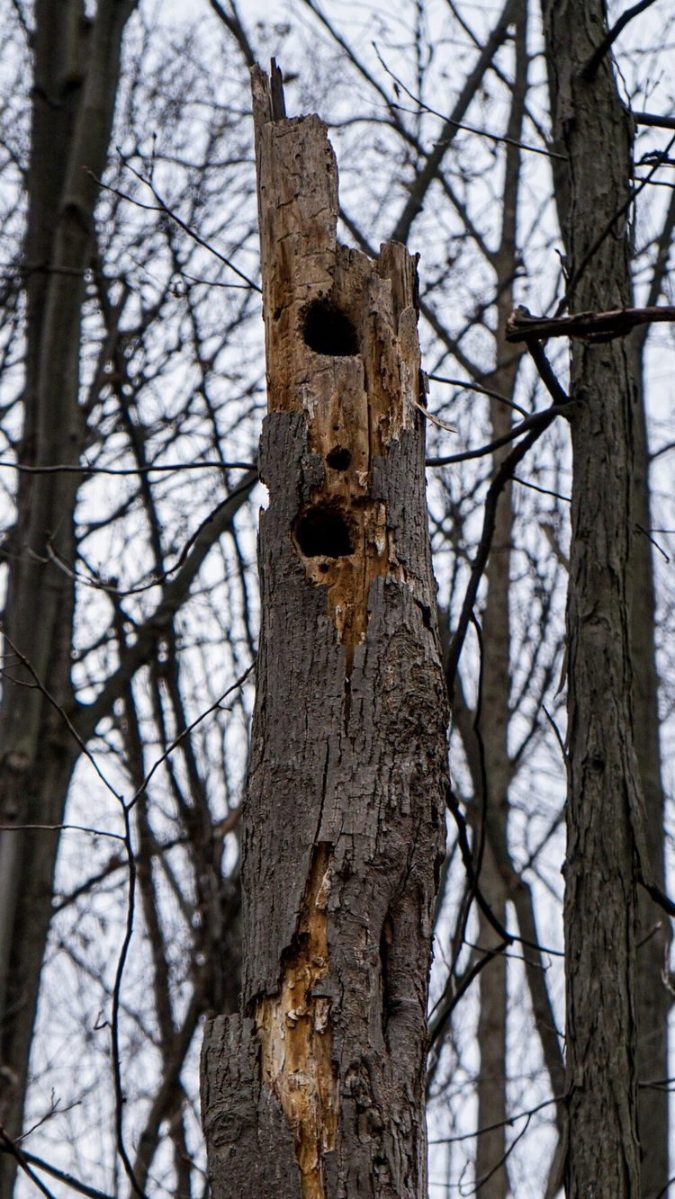 Celebrate National Wildlife Week | Wild & Immersive