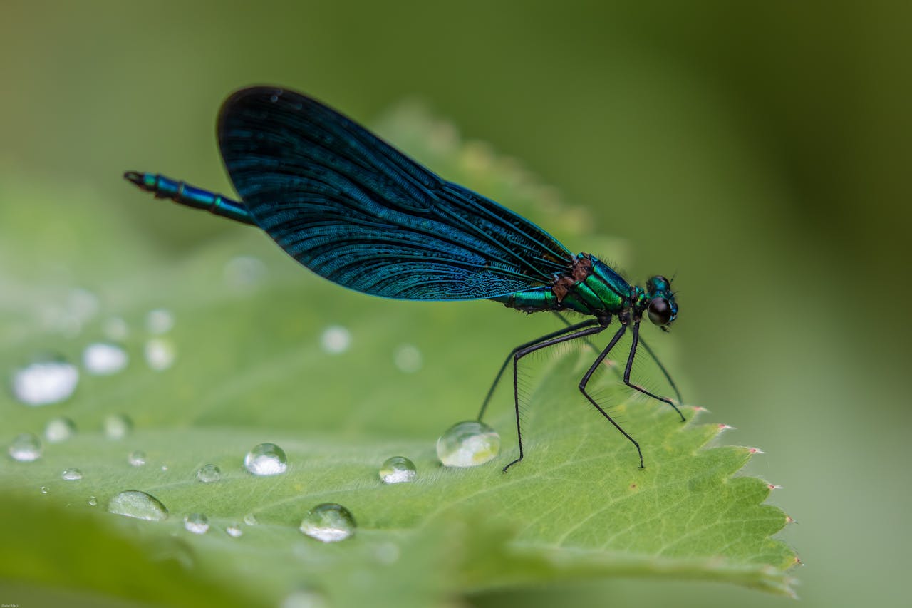 Insects in Maple Ridge: A Guide for Budding Entomologists | W&I